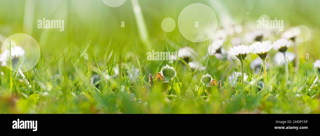 Daisy meadows hi-res stock photography and images - Alamy
