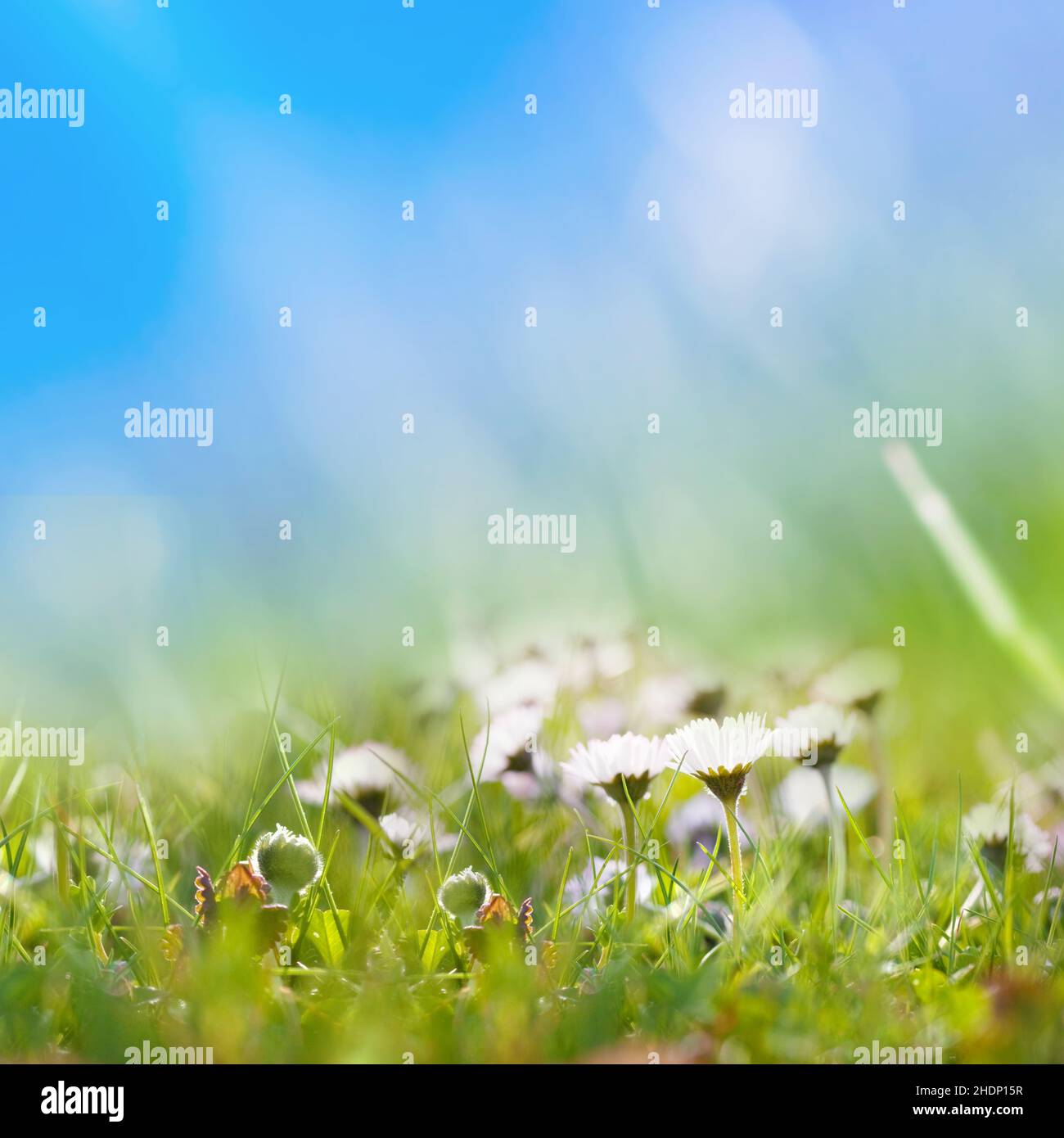 Daisy meadows hi-res stock photography and images - Alamy