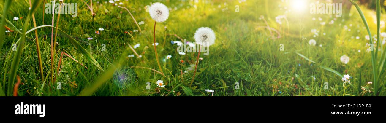 spring, meadow, dandelion, meadows, dandelions, löwenzahn font Stock Photo - Alamy