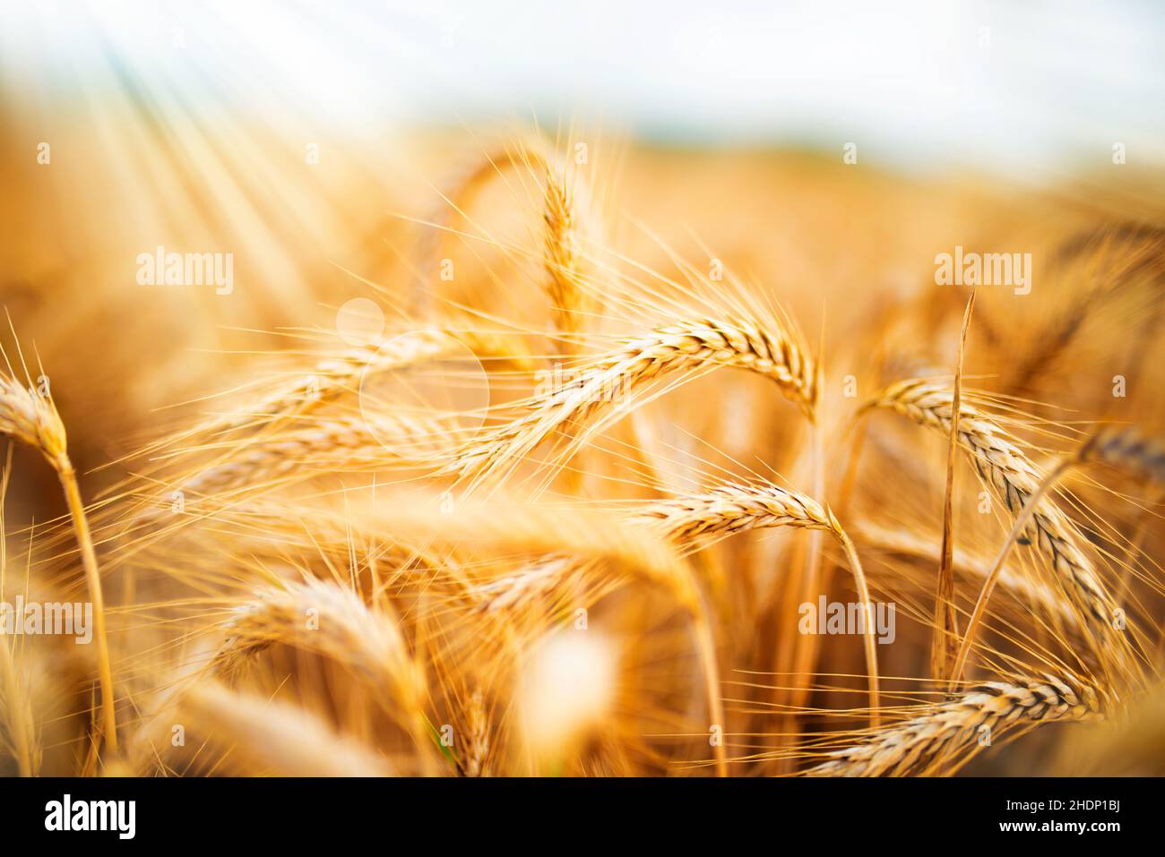 wheat field, corn field, grain, wheat fields, corn fields, grains Stock ...