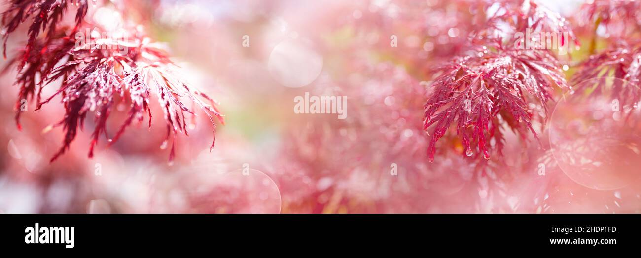 filigree, japanese maple, filigrees, japanese, japanese maples Stock ...