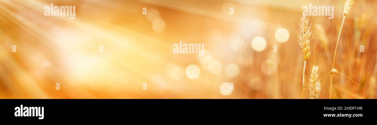 sunbeams, vivid, grain, sun beams, sun ray, sun rays, sunbeam, sunray ...