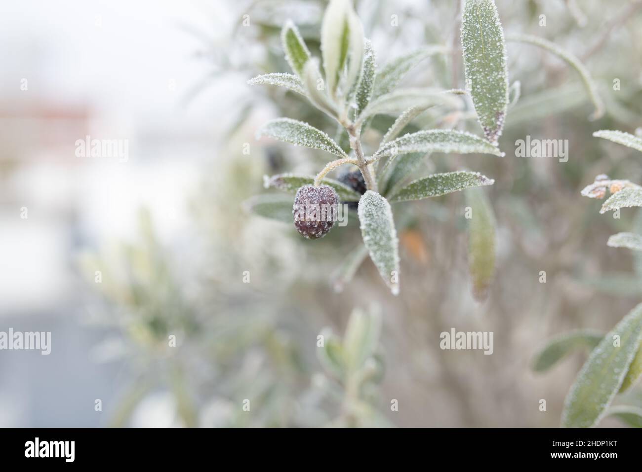winter, frost, olive branch, winters, frosts, olive branchs Stock Photo ...