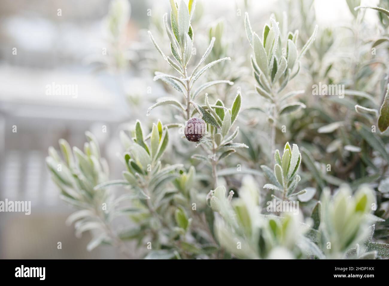 frost, rime, olive branch, frosts, rimes, olive branchs Stock Photo - Alamy