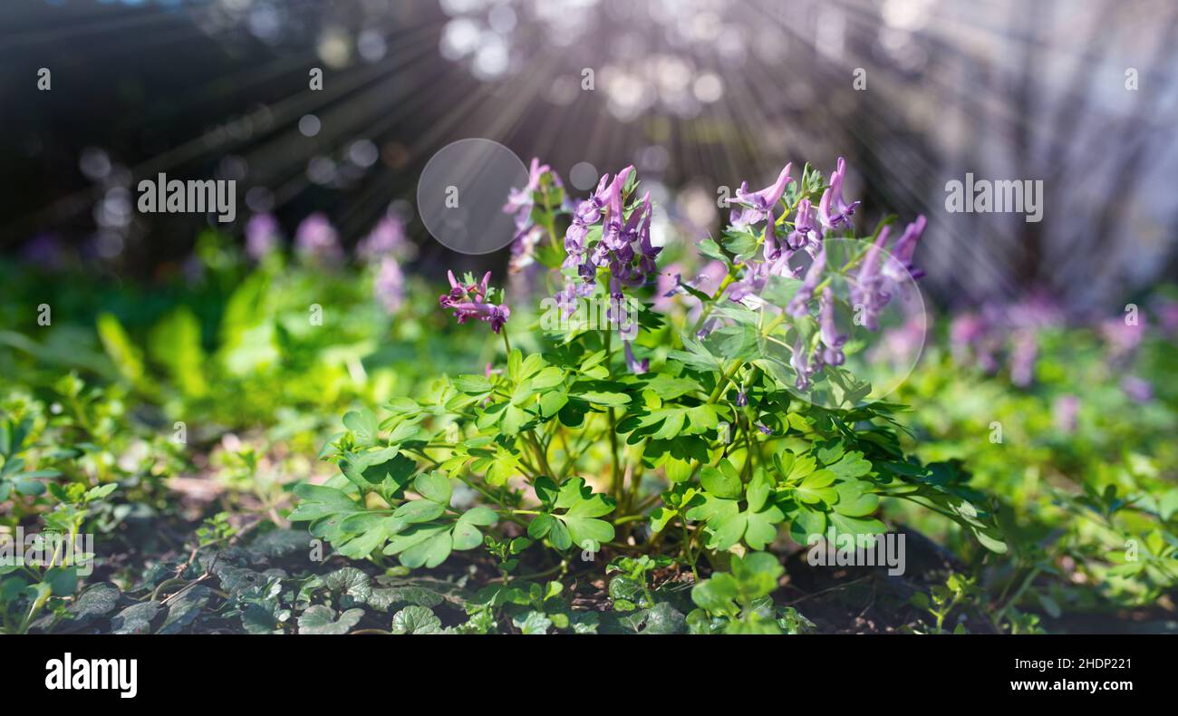sunlight, spring, corydalis cava, sun ray, sun rays, sunbeam, sunbeams ...