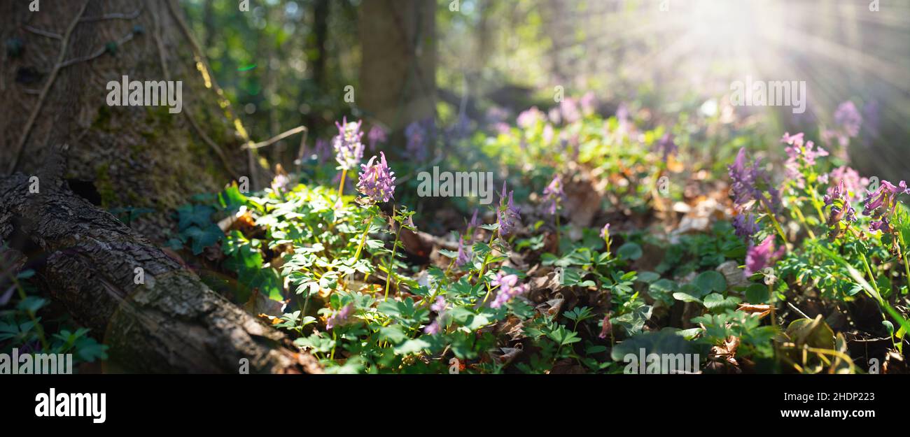 sunbeams, spring, corydalis cava, sun beams, sun ray, sun rays, sunbeam ...