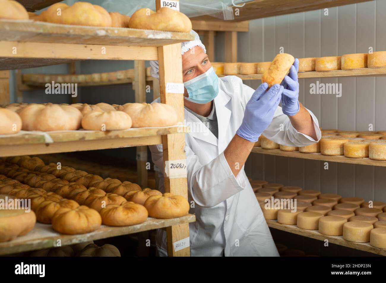 Cheesemaker checking aging process of goat cheese in maturing chamber ...