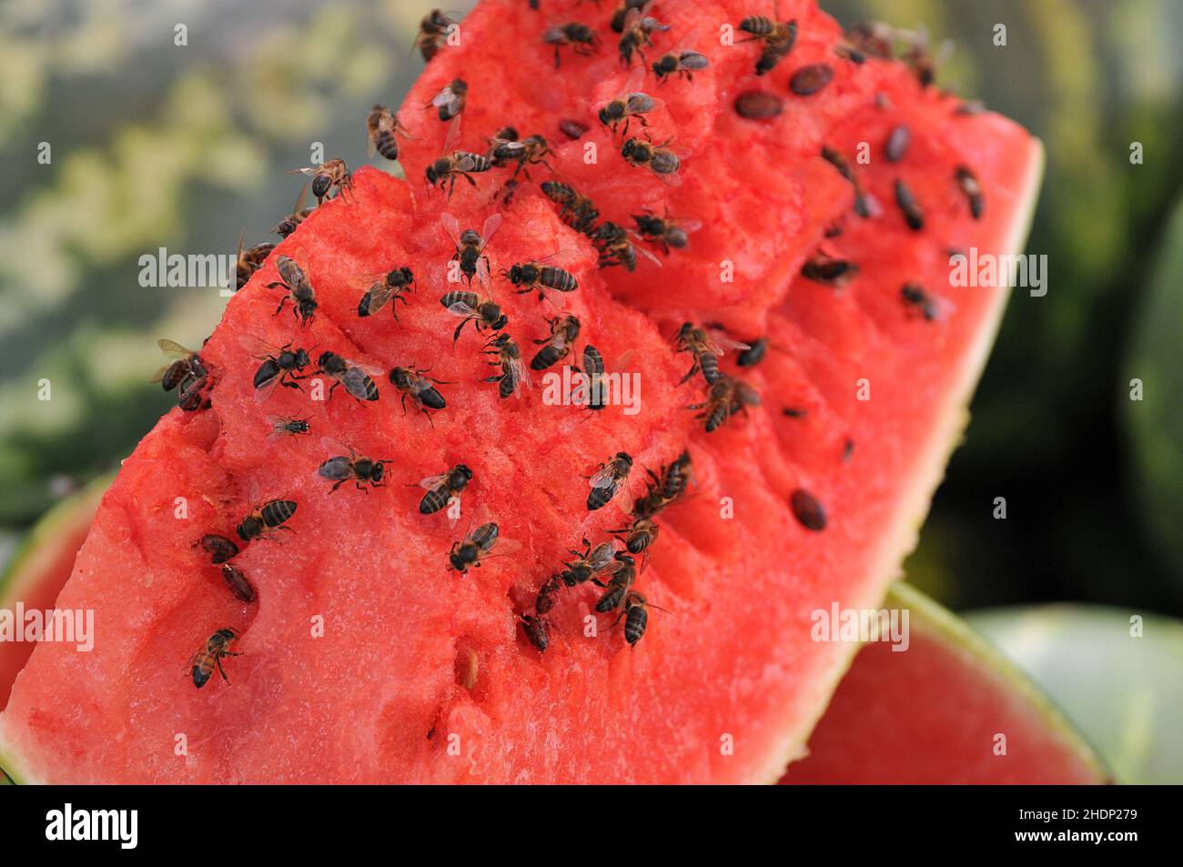nutrition & eating, bees, nutrition & ingestion, bee Stock Photo - Alamy