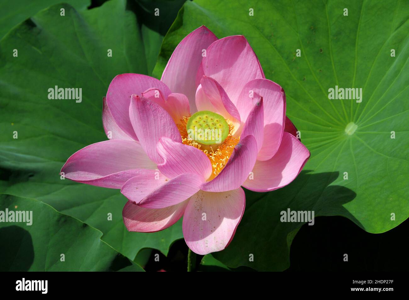 water lily, water lilies, waterlilie, waterlilies Stock Photo - Alamy