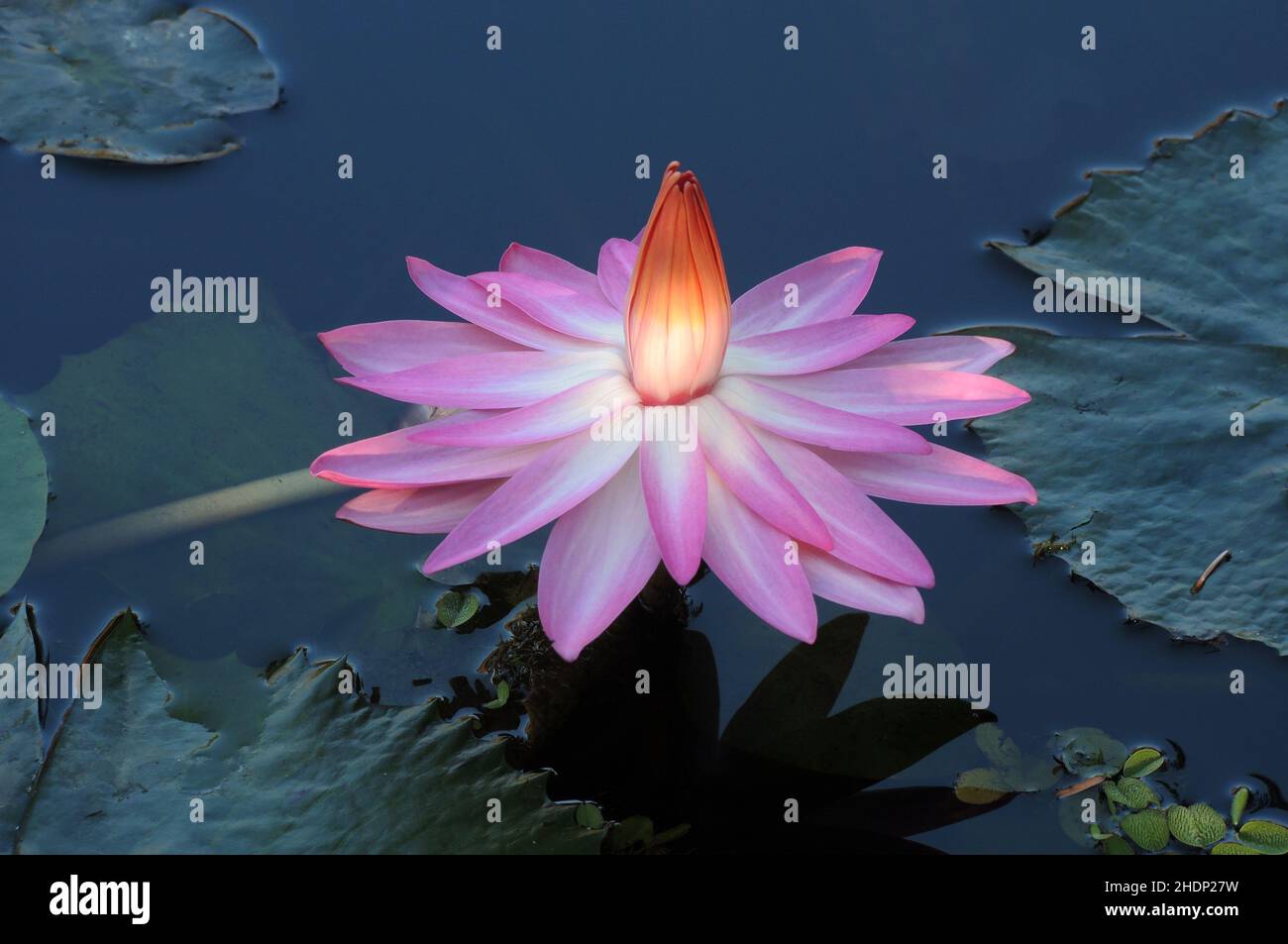 water lily, water lilies, waterlilie, waterlilies Stock Photo - Alamy