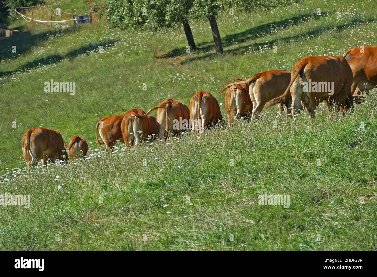 Rear end dairy cow hi-res stock photography and images - Alamy