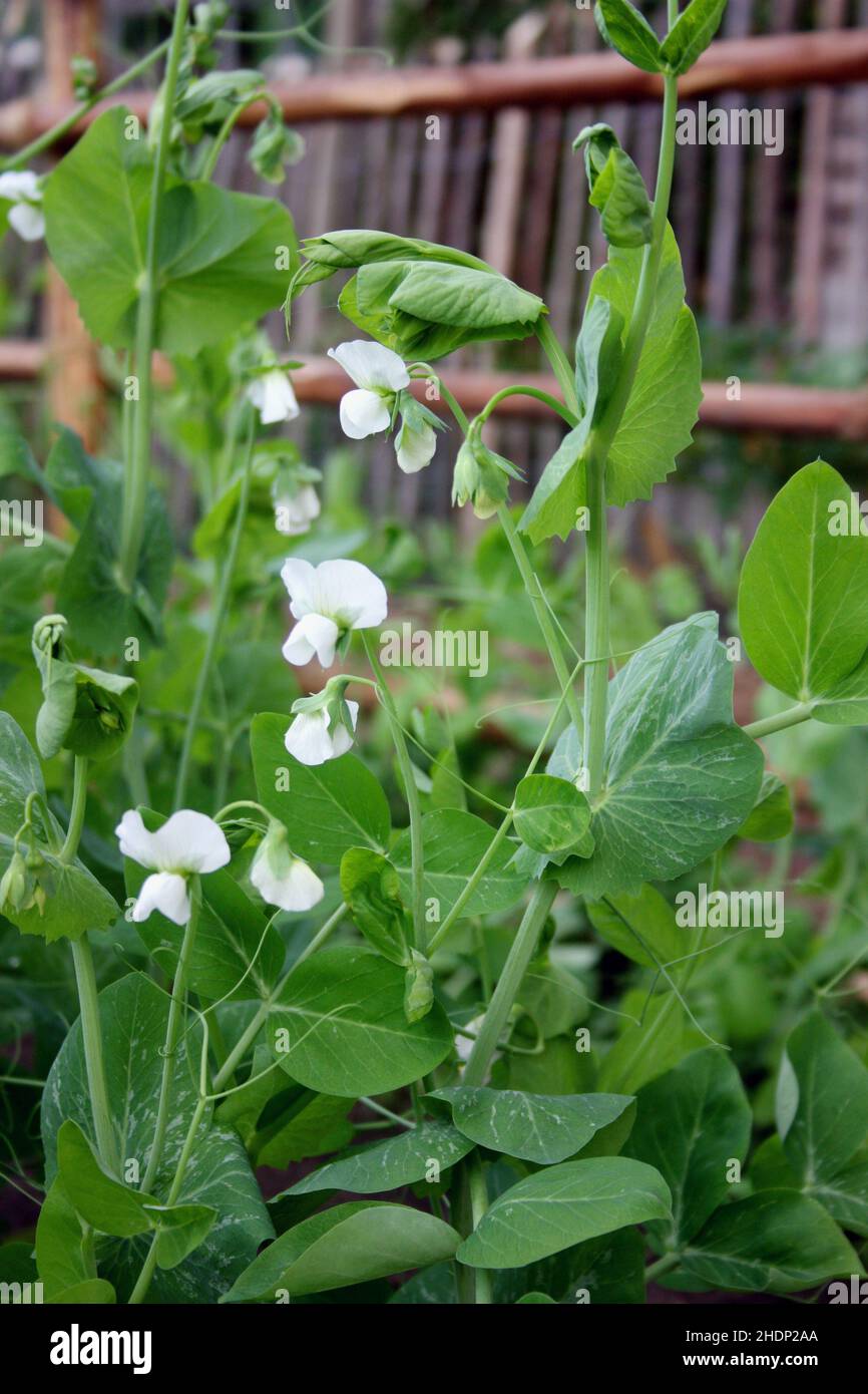 vegetable garden, pea blossom, vegetable gardens, pea blossoms Stock ...