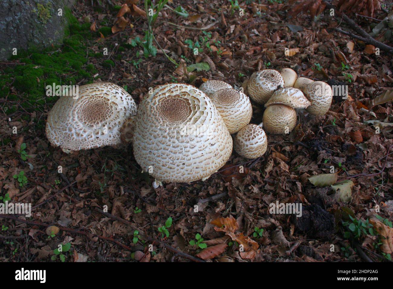 Mushrooms agaricus augustus hi-res stock photography and images - Alamy