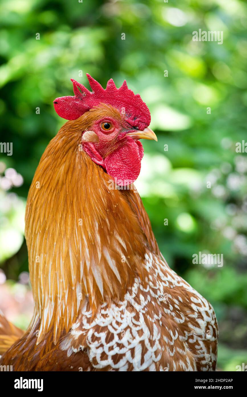 Roosters view hi-res stock photography and images - Alamy