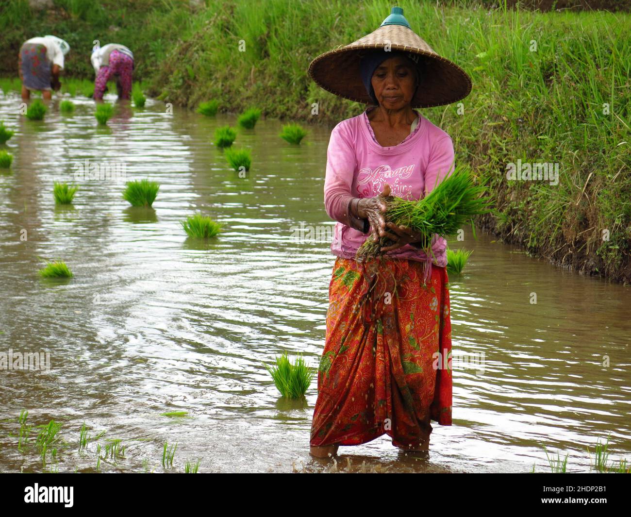 harvest, rice farmer, harvests, rice farmers Stock Photo - Alamy