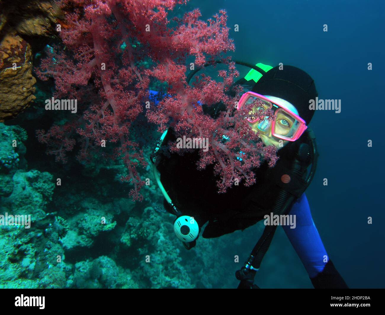 underwater, coral reef, diver, diving, red sea, under water, coral ...