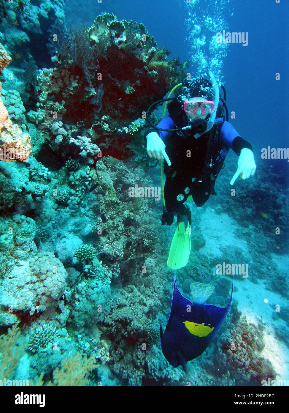 underwater, coral reef, diver, diving, red sea, under water, coral ...