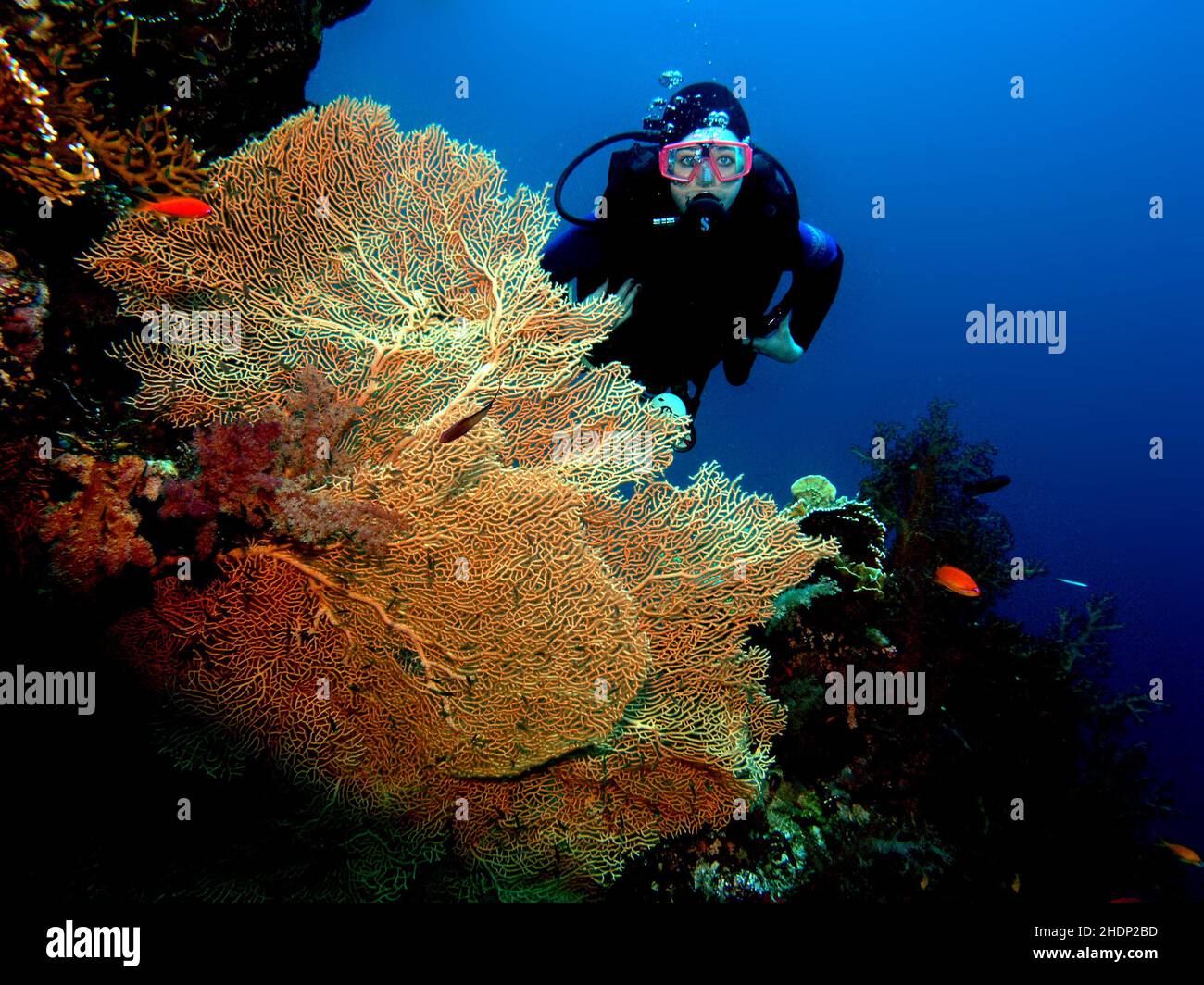 underwater, coral reef, diver, diving, red sea, under water, coral ...