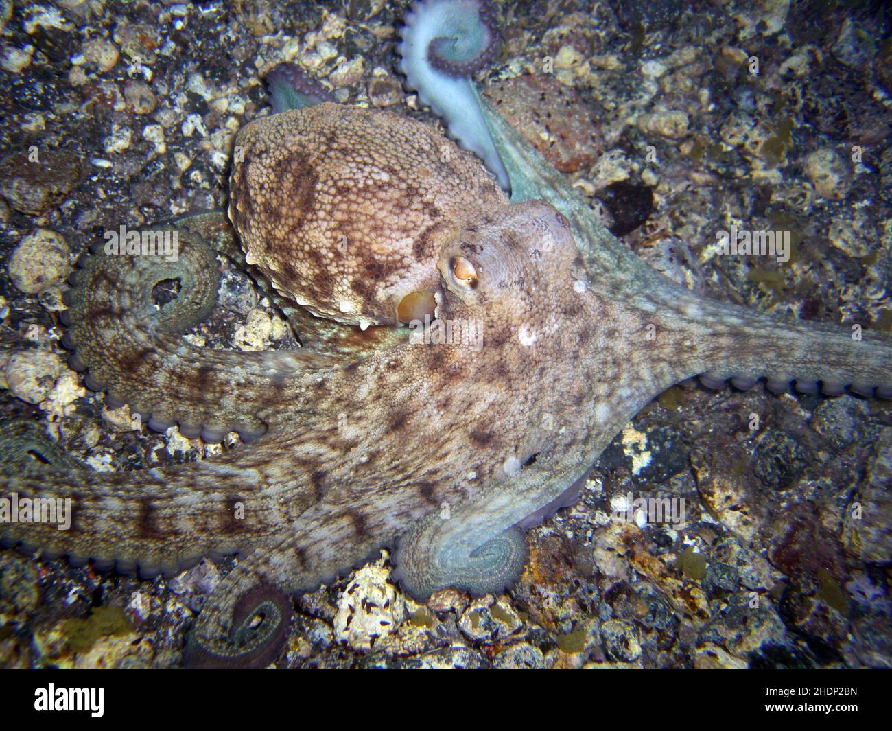 Swimming squids hi-res stock photography and images - Alamy