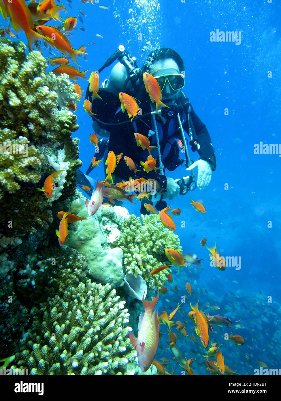 coral reef, diver, diving, Sea goldie, coral reefs, dive, divers, dives ...