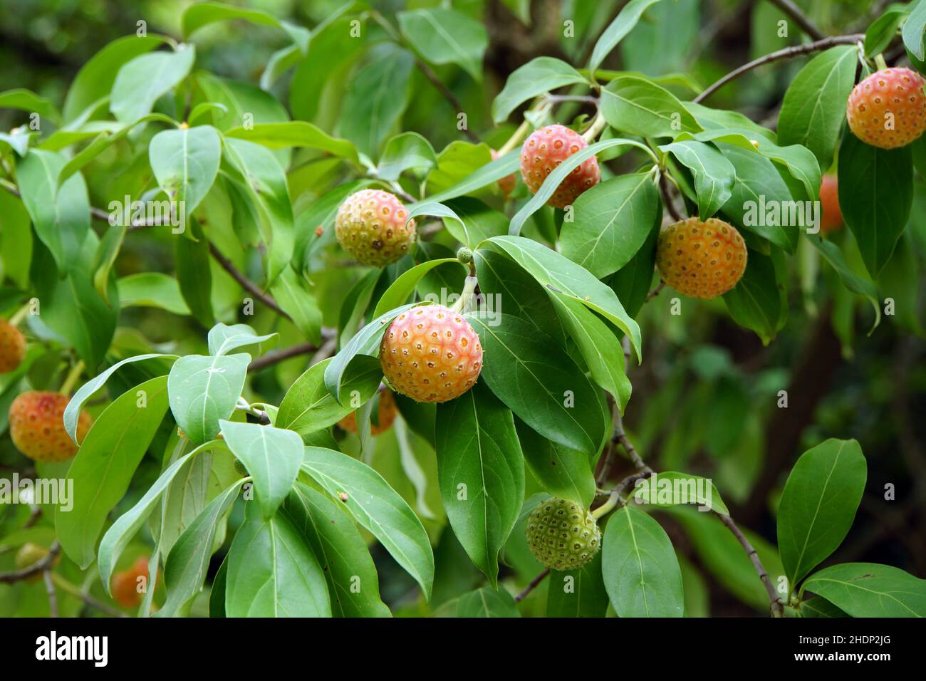 Cornel tree hi-res stock photography and images - Alamy