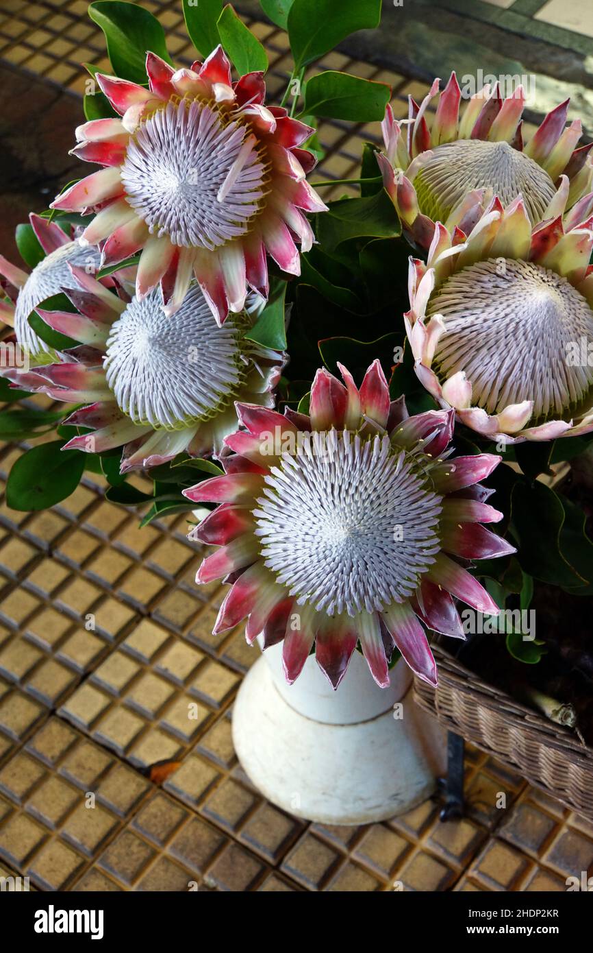 Proteas hi-res stock photography and images - Alamy