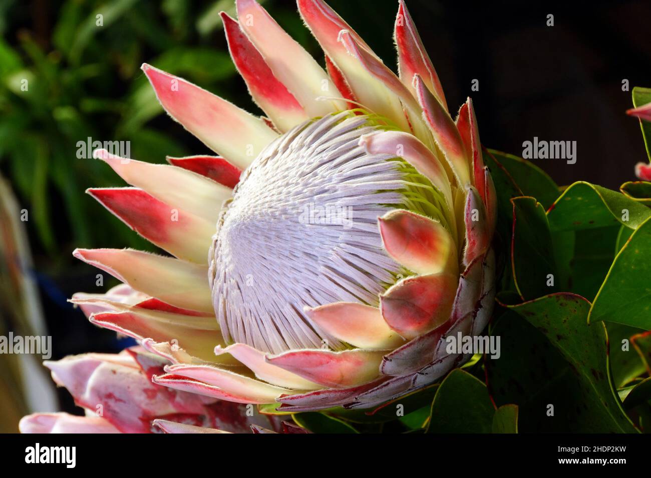 King proteas hi-res stock photography and images - Alamy