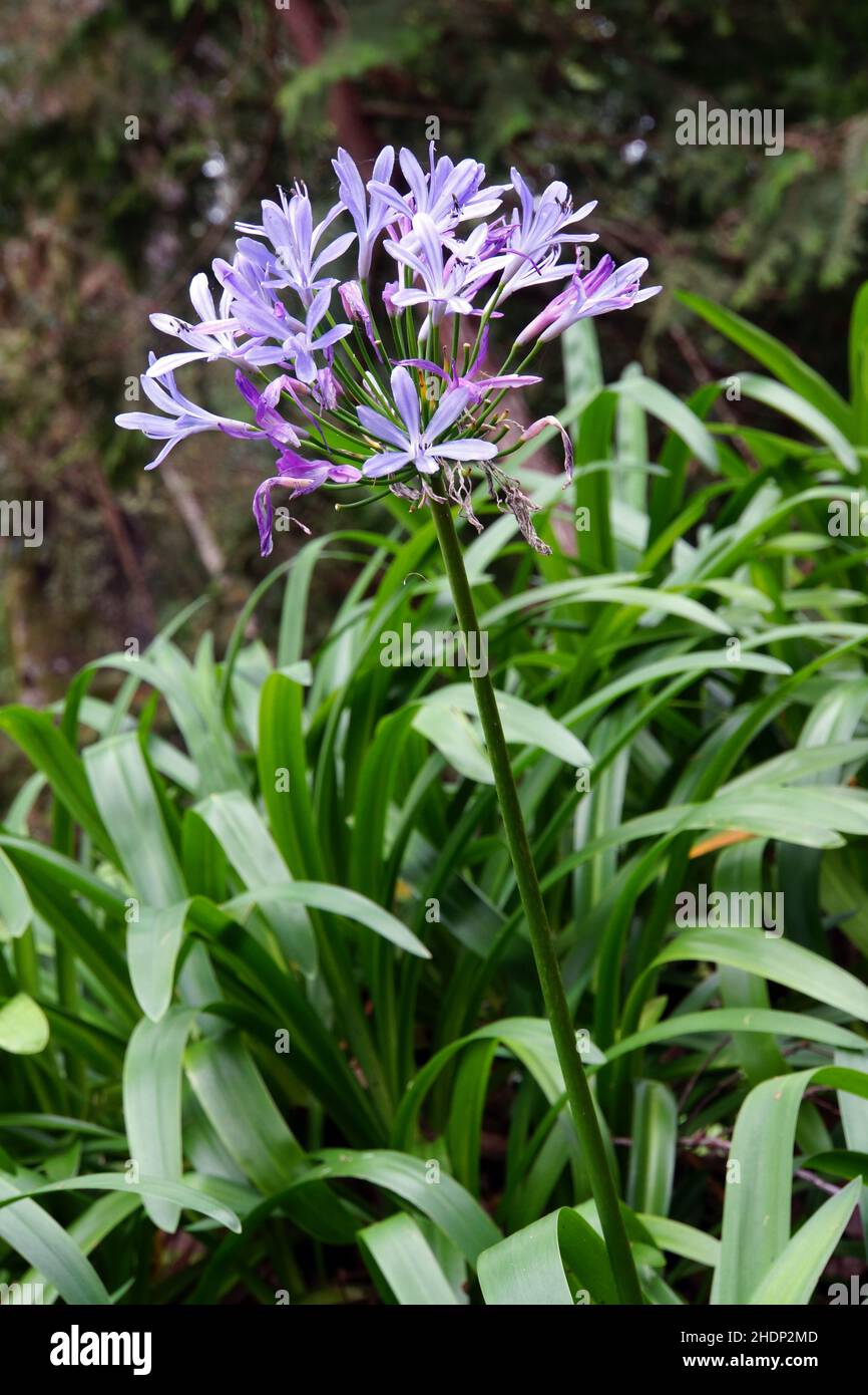 jewelry african lily, agapanthus, african lilies Stock Photo - Alamy