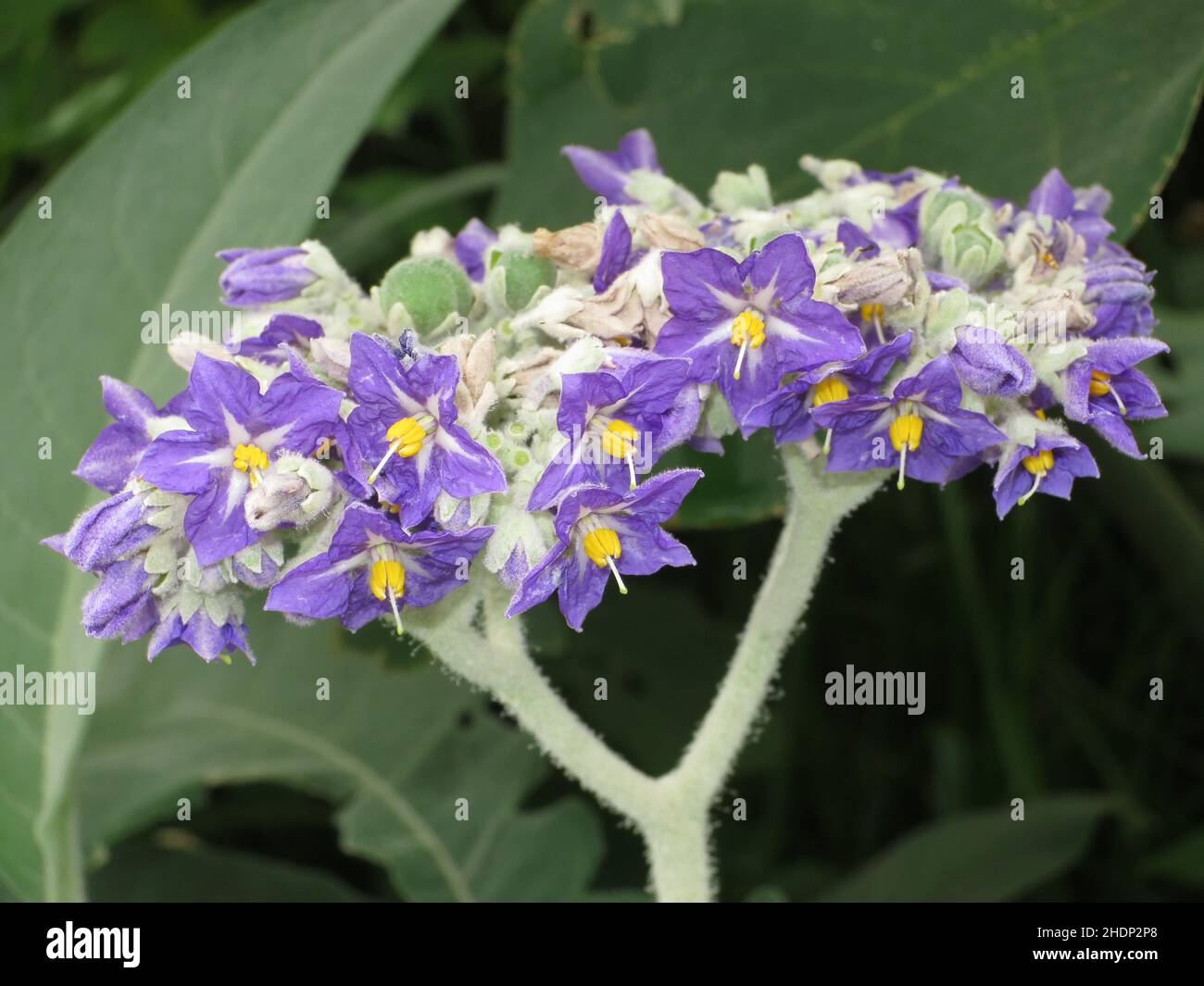 Solanaceous plant hi-res stock photography and images - Alamy
