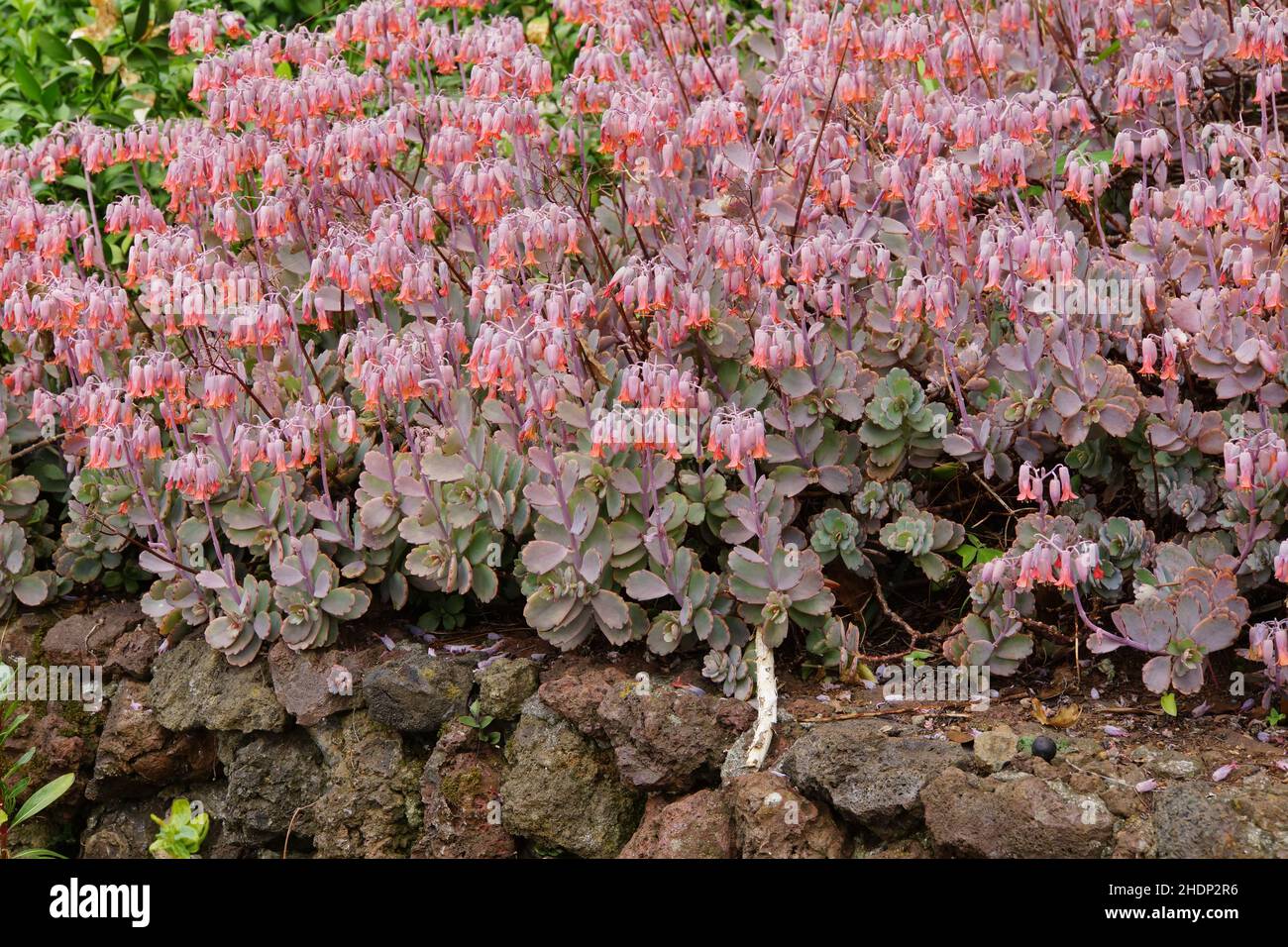 Orpine family hi-res stock photography and images - Alamy