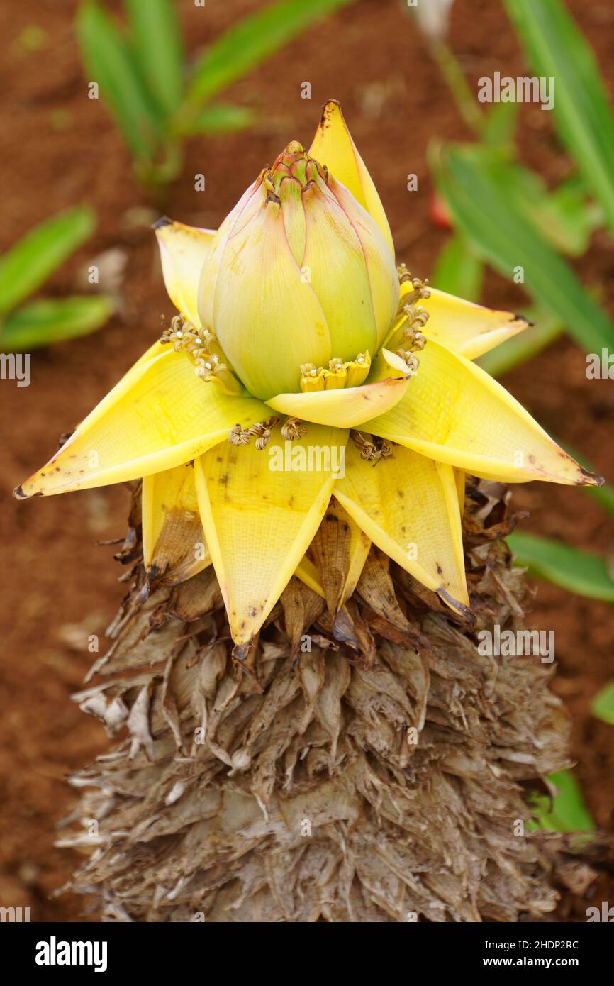Musa plants hi-res stock photography and images - Alamy