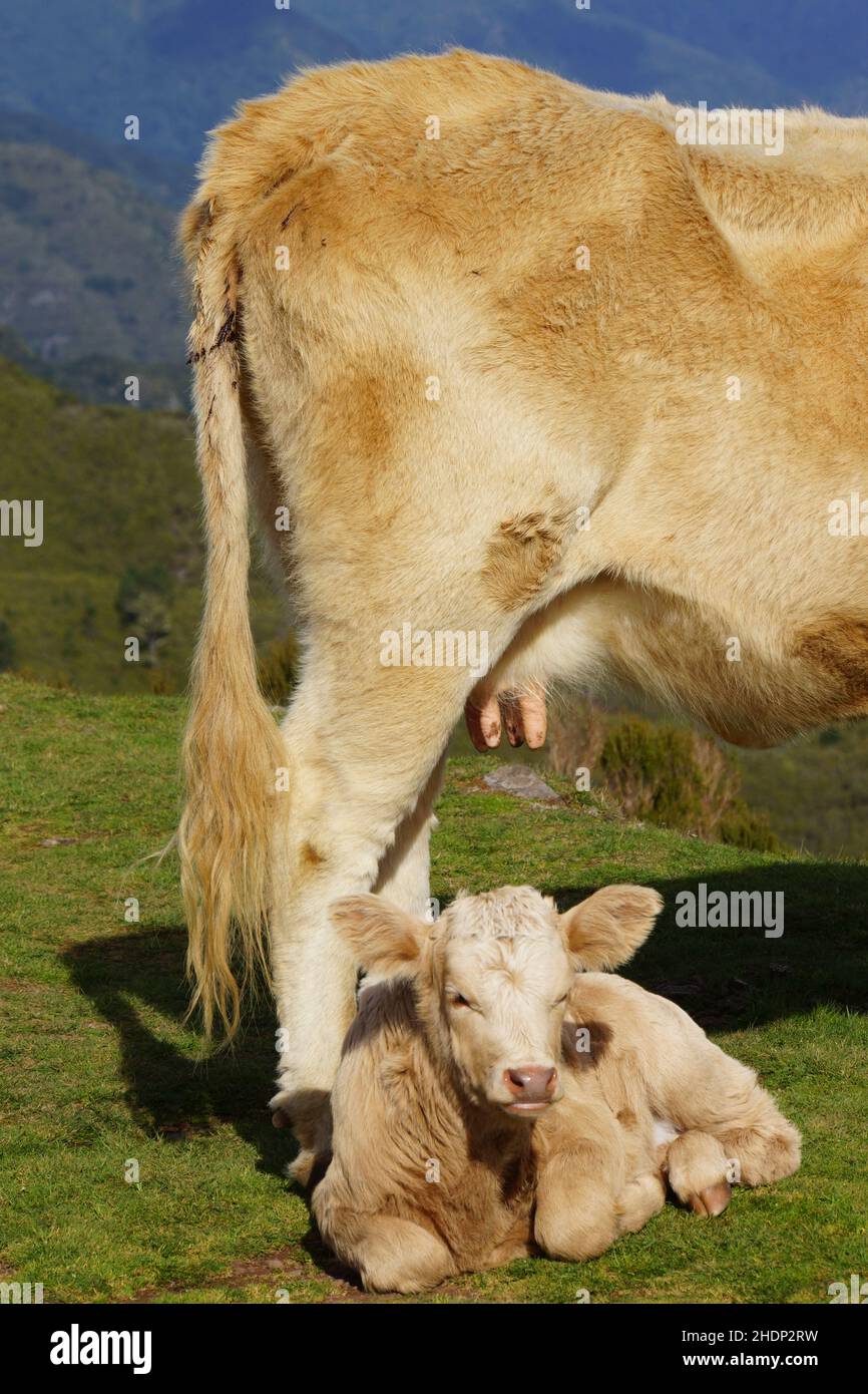 Calfs Meadows High Resolution Stock Photography and Images - Alamy