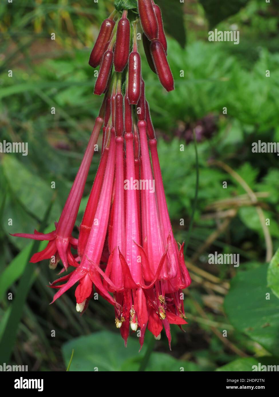 fuchsia, fuchsia corymbiflora, fuchsias Stock Photo - Alamy