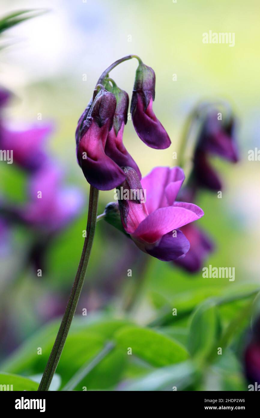 spring pea, lathyrus vernus, spring vetch, spring vetchling Stock Photo ...