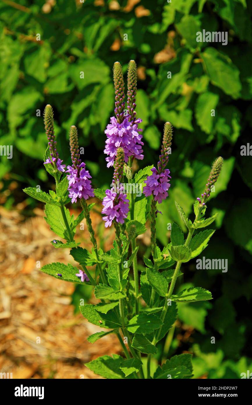 Blue vervain hi-res stock photography and images - Alamy
