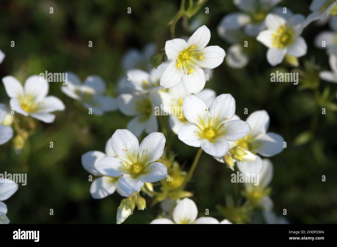 Saxifrages hi-res stock photography and images - Alamy