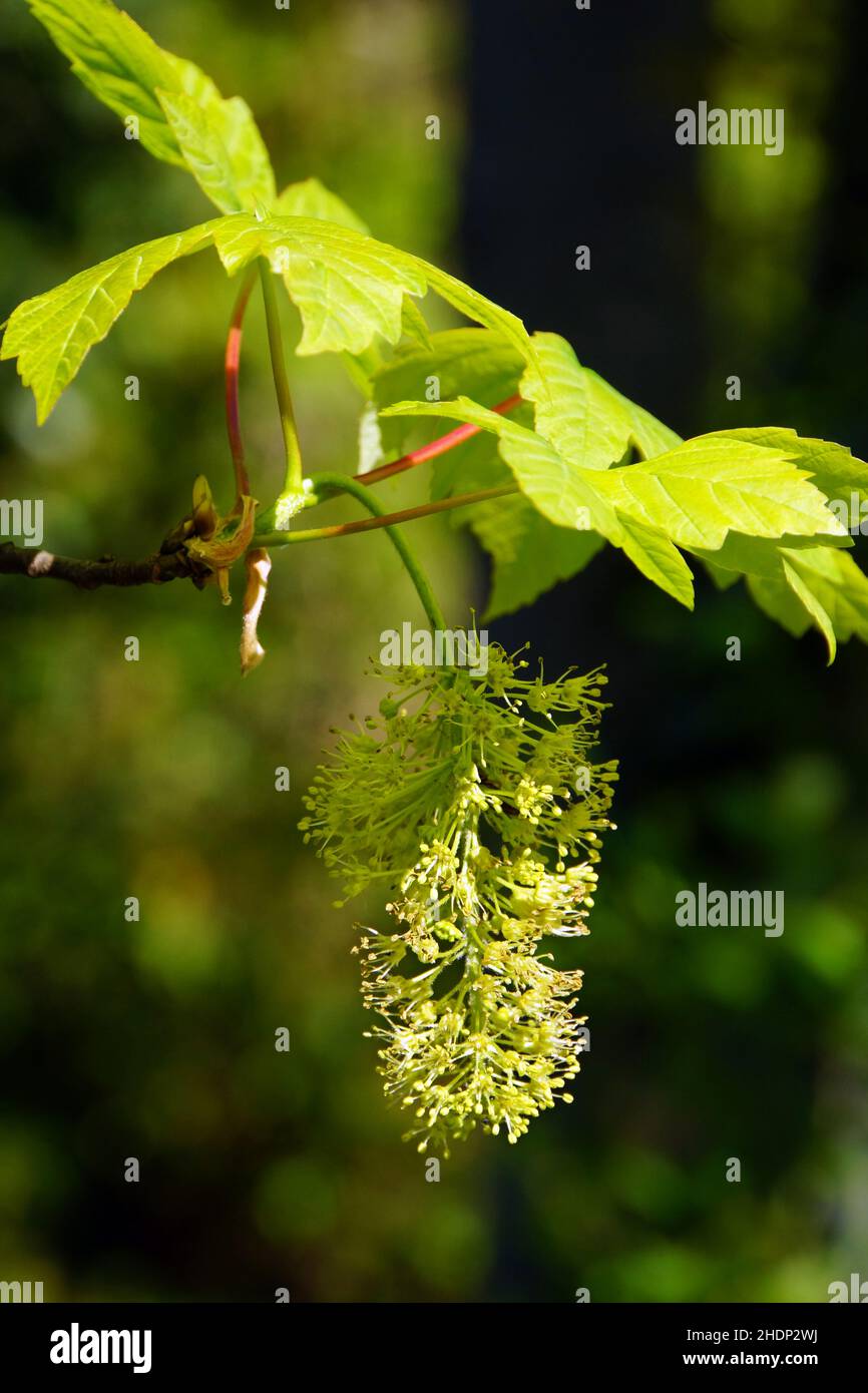 Sycamore tree blossom hi-res stock photography and images - Alamy