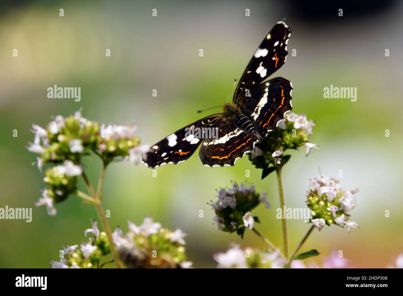 butterfly, map butterfly, butterflies, map butterflies Stock Photo - Alamy