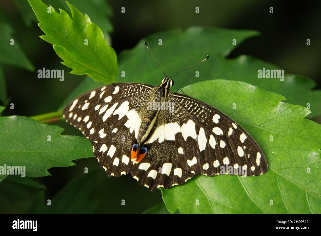butterfly, common yellow swallowtail, butterflies, swallowtail ...