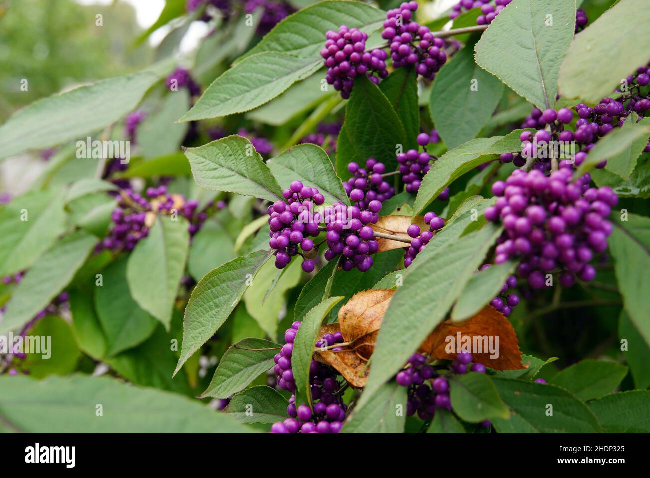 Lamiaceaes hi-res stock photography and images - Alamy