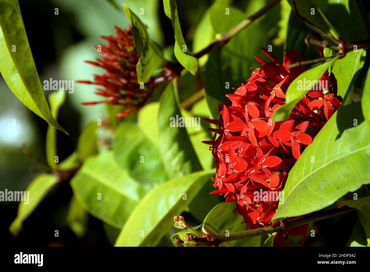 Ixora flowers plant hi-res stock photography and images - Alamy