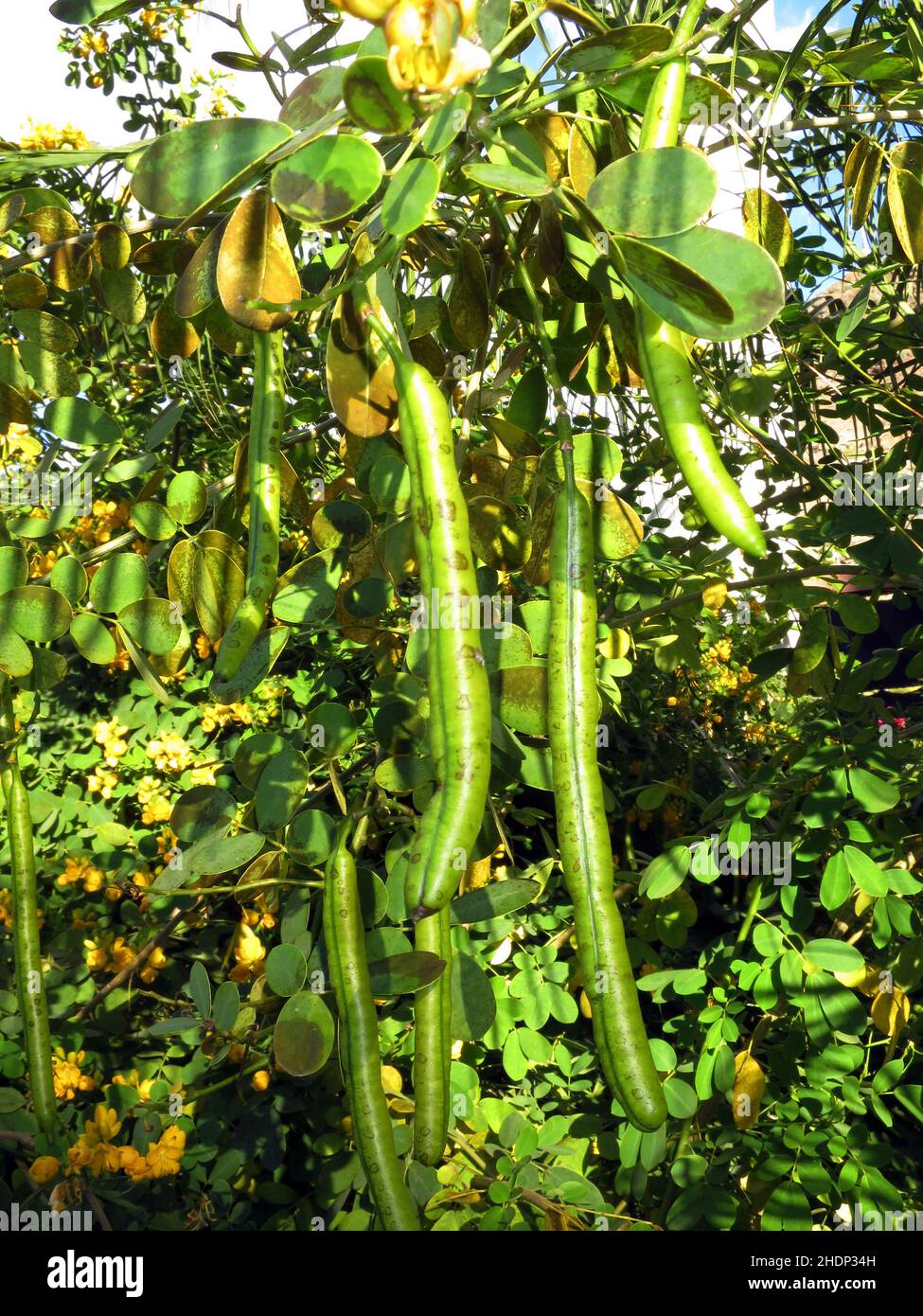 pod, golden shower tree, pods Stock Photo - Alamy