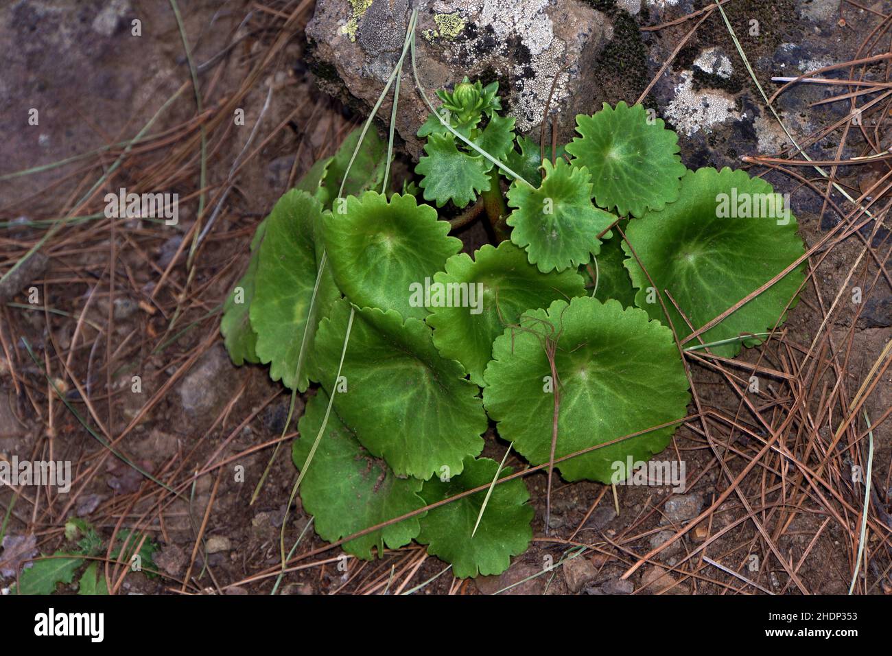 Umbilicus hi-res stock photography and images - Alamy