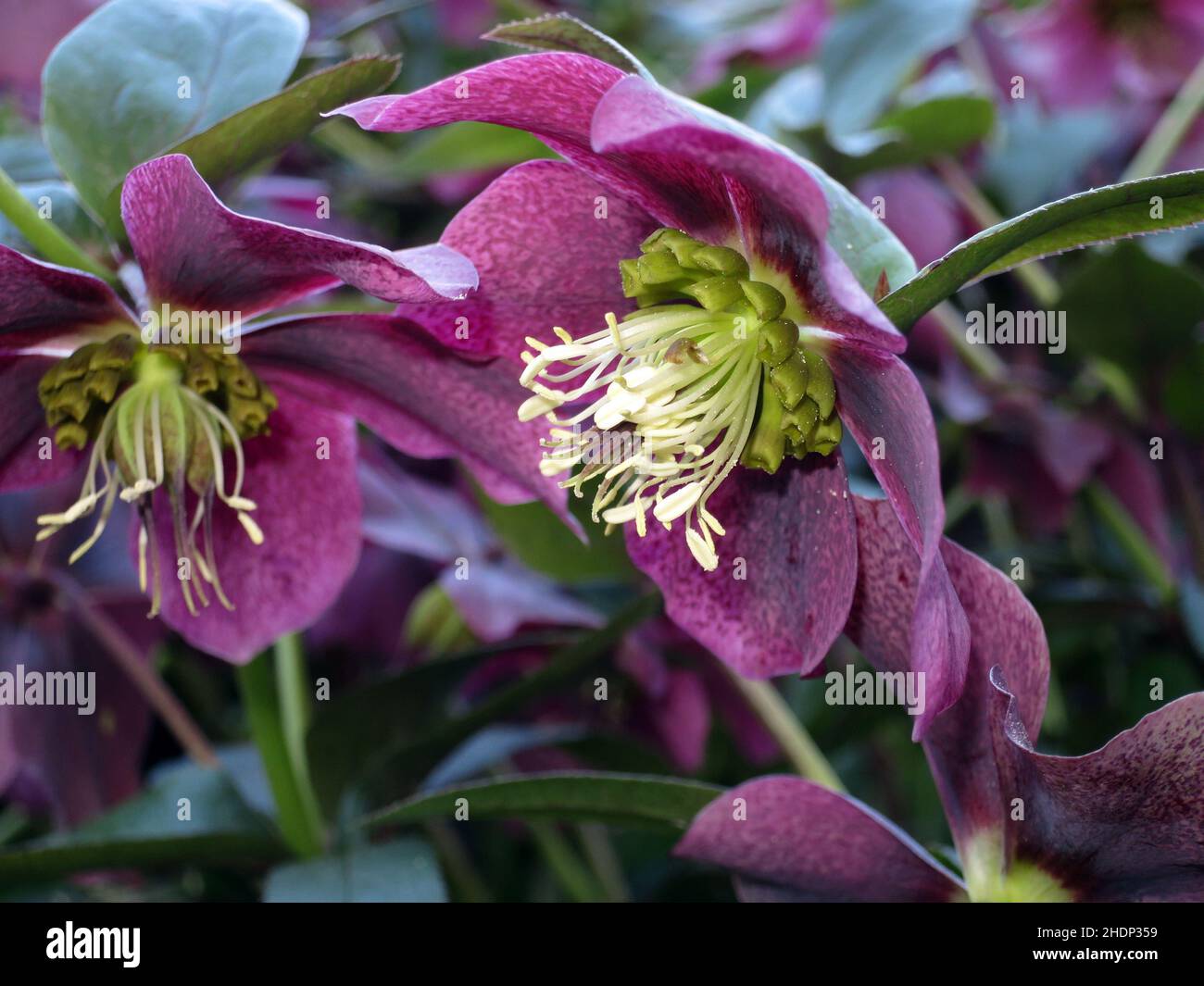 Lenten roses hi-res stock photography and images - Alamy