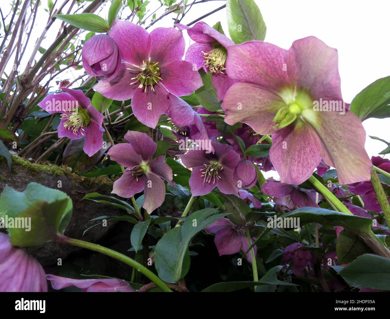 Lenten roses hi-res stock photography and images - Alamy