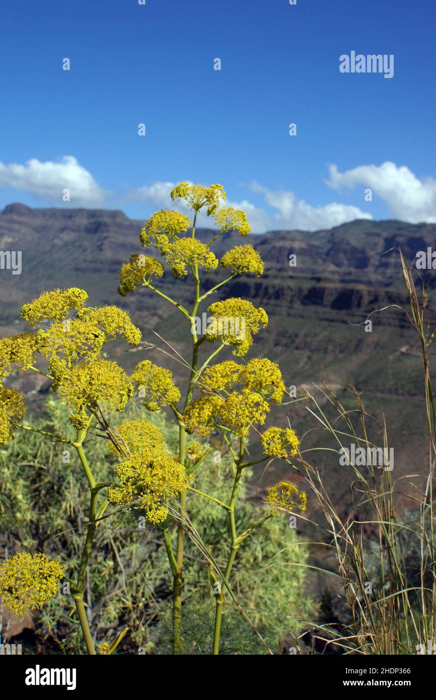 Giant fennel ferula communis hi-res stock photography and images - Alamy