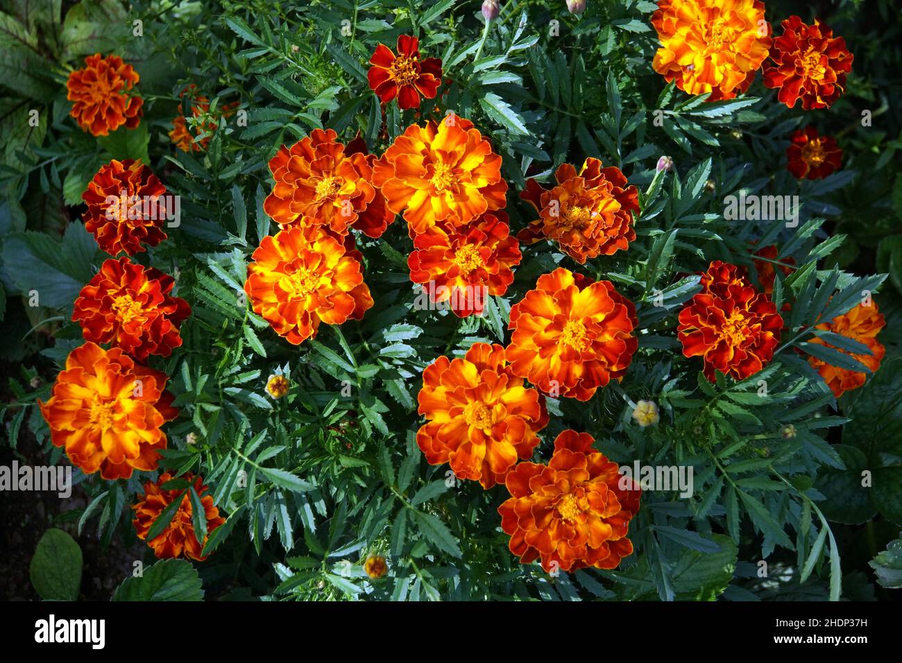 Warm colors of marigolds hi-res stock photography and images - Alamy