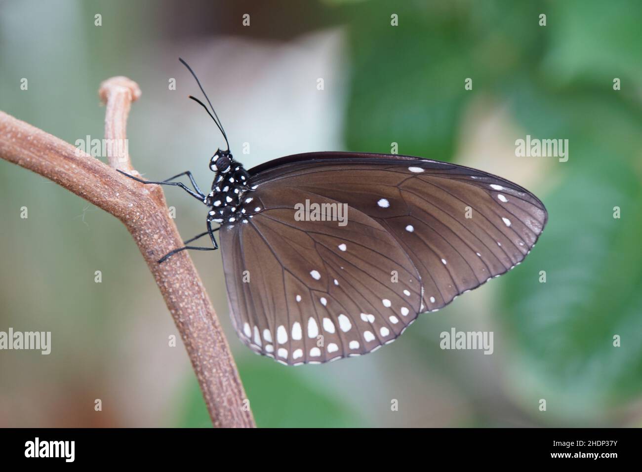 butterfly, euploea core, butterflies Stock Photo - Alamy