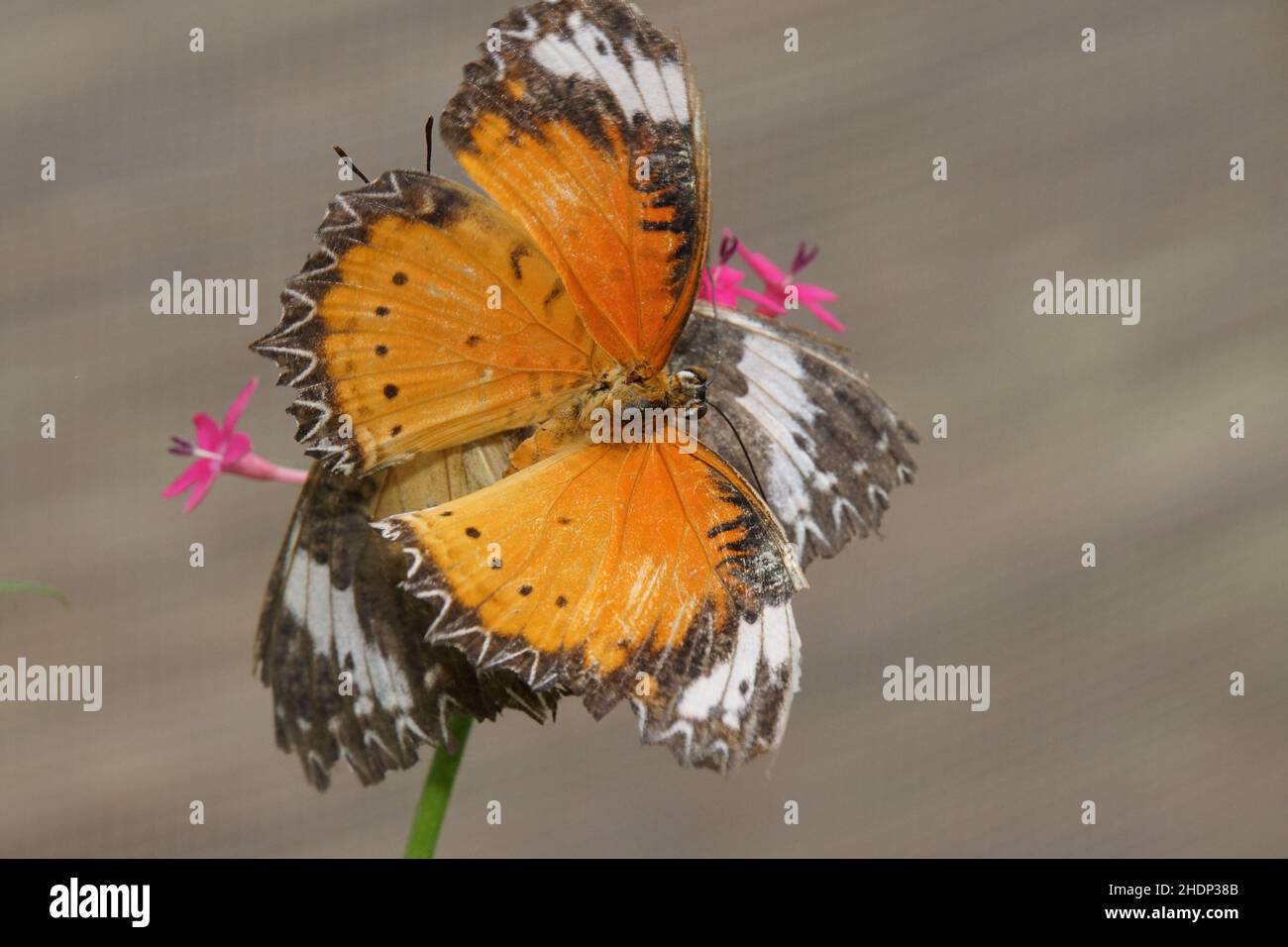 butterfly, mating, butterflies Stock Photo - Alamy