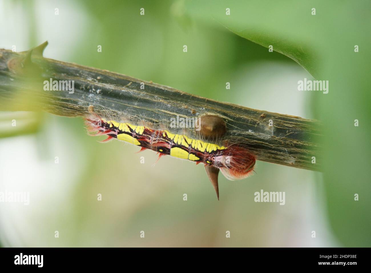 Caterpillar morpho peleides hi-res stock photography and images - Alamy